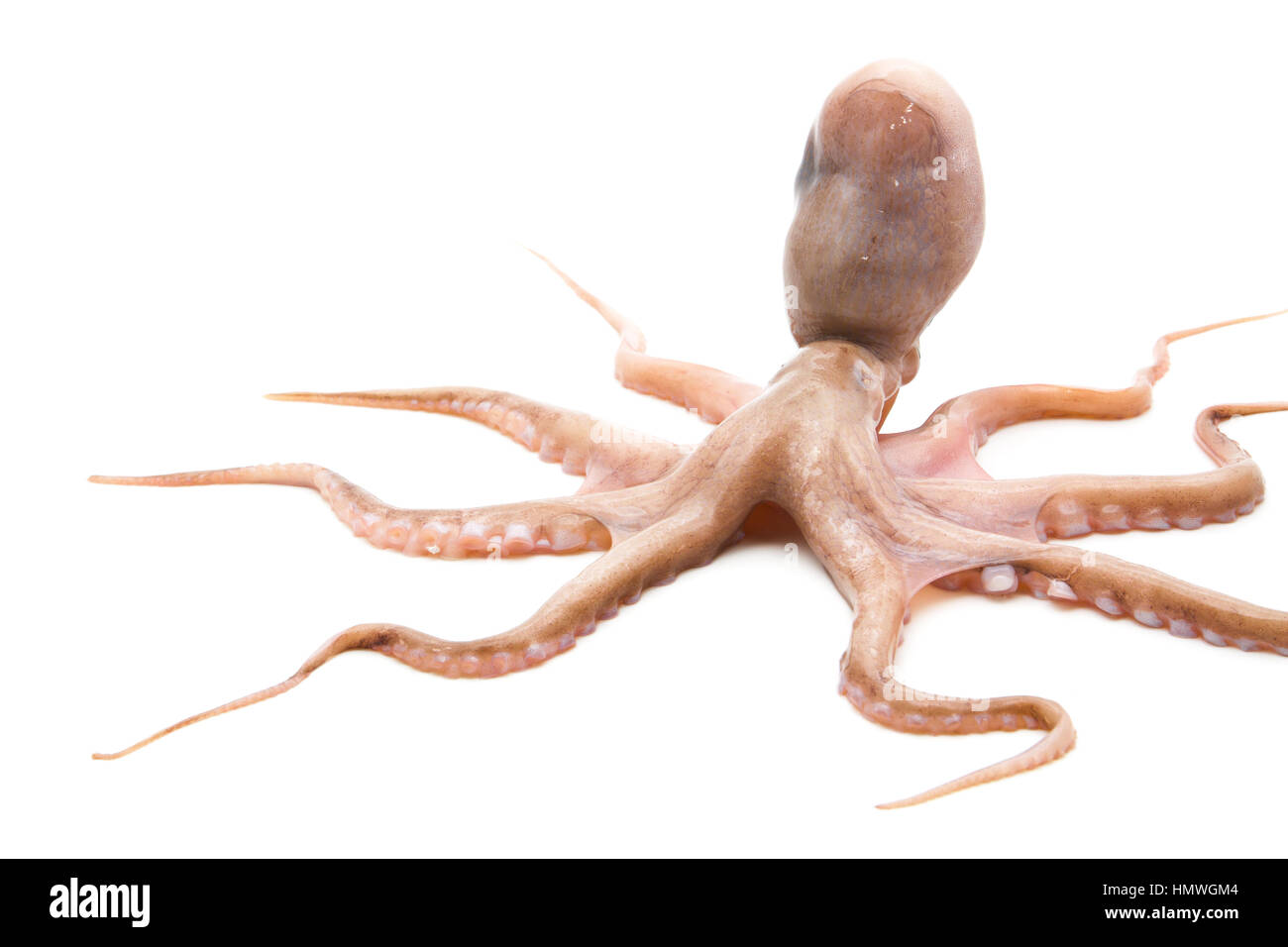 Raw octopus on white background, Fresh seafood Stock Photo - Alamy
