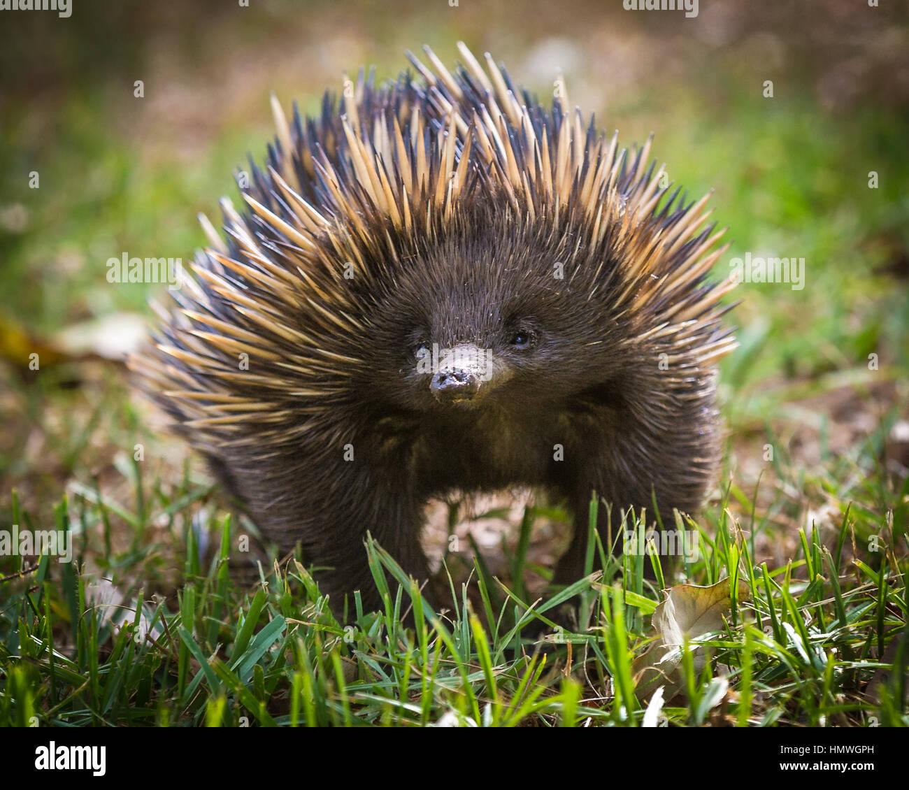 The short-beaked echidna (Tachyglossus aculeatus) on grass Stock Photo ...