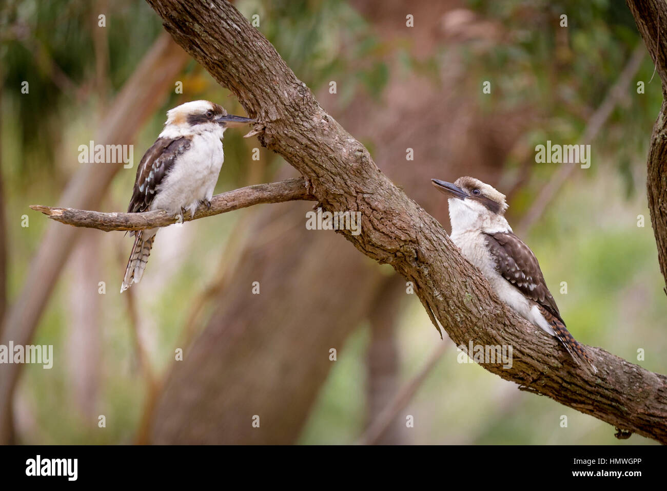 two kookaburras sitting in a gum tree Stock Photo - Alamy