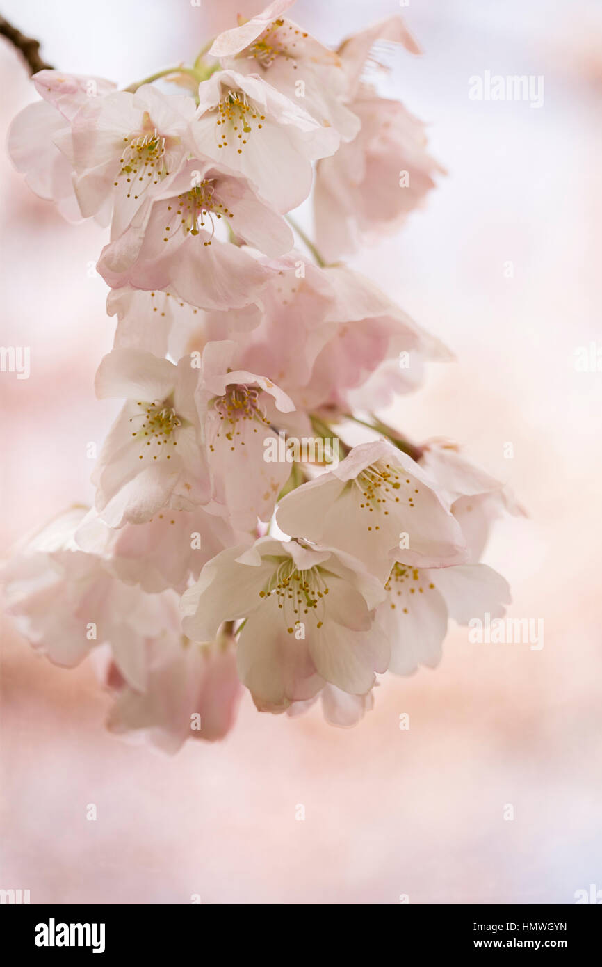 Spring cherry blossoms Stock Photo - Alamy