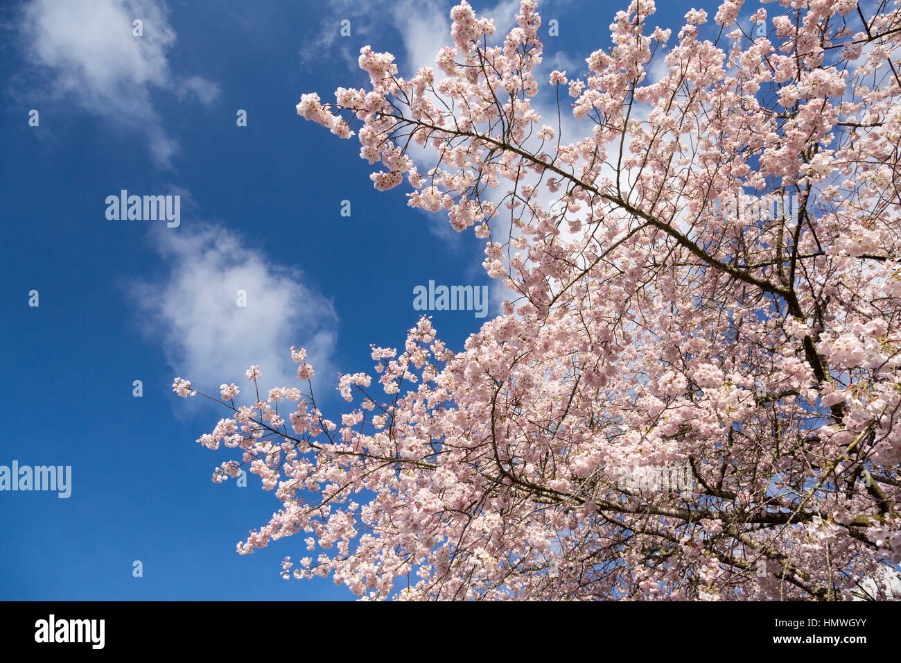 Spring cherry blossoms Stock Photo - Alamy