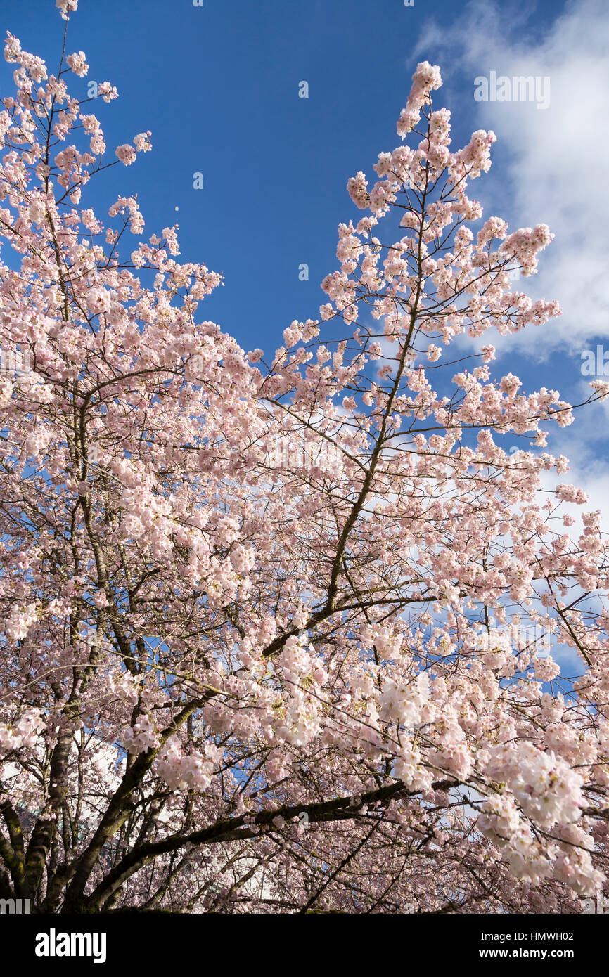 Spring cherry blossoms Stock Photo - Alamy