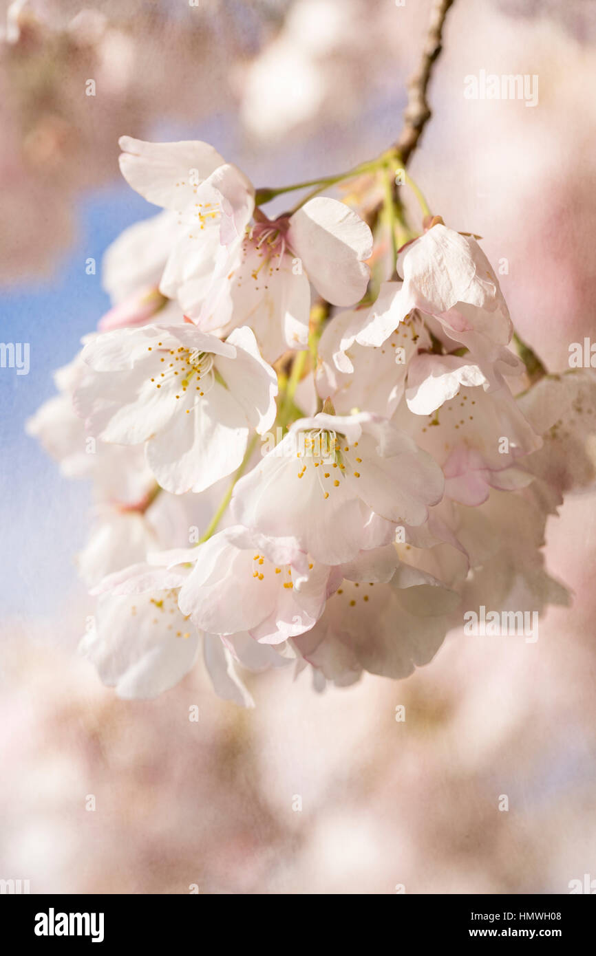 Spring cherry blossoms Stock Photo - Alamy