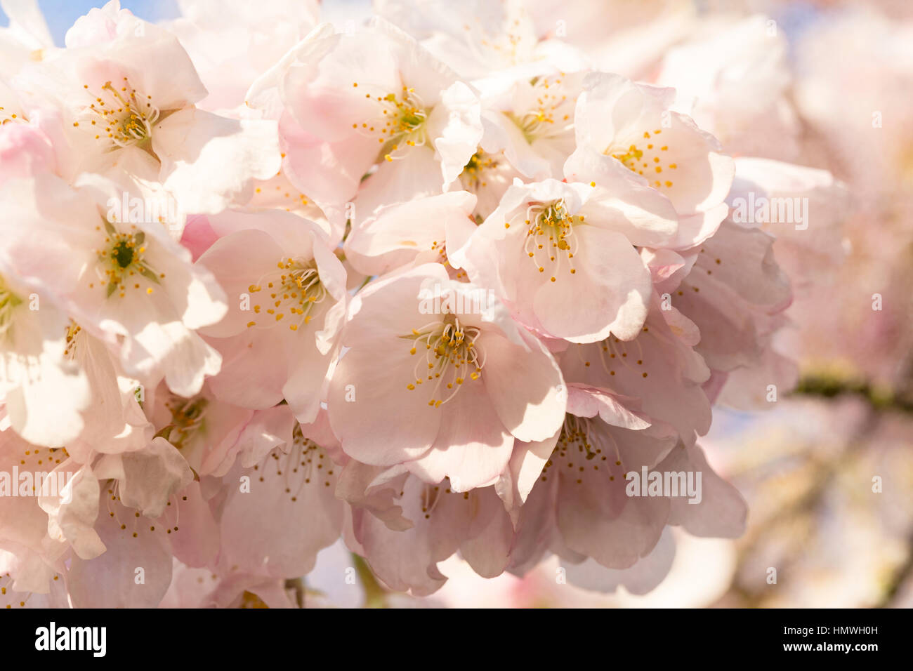 Spring cherry blossoms Stock Photo - Alamy