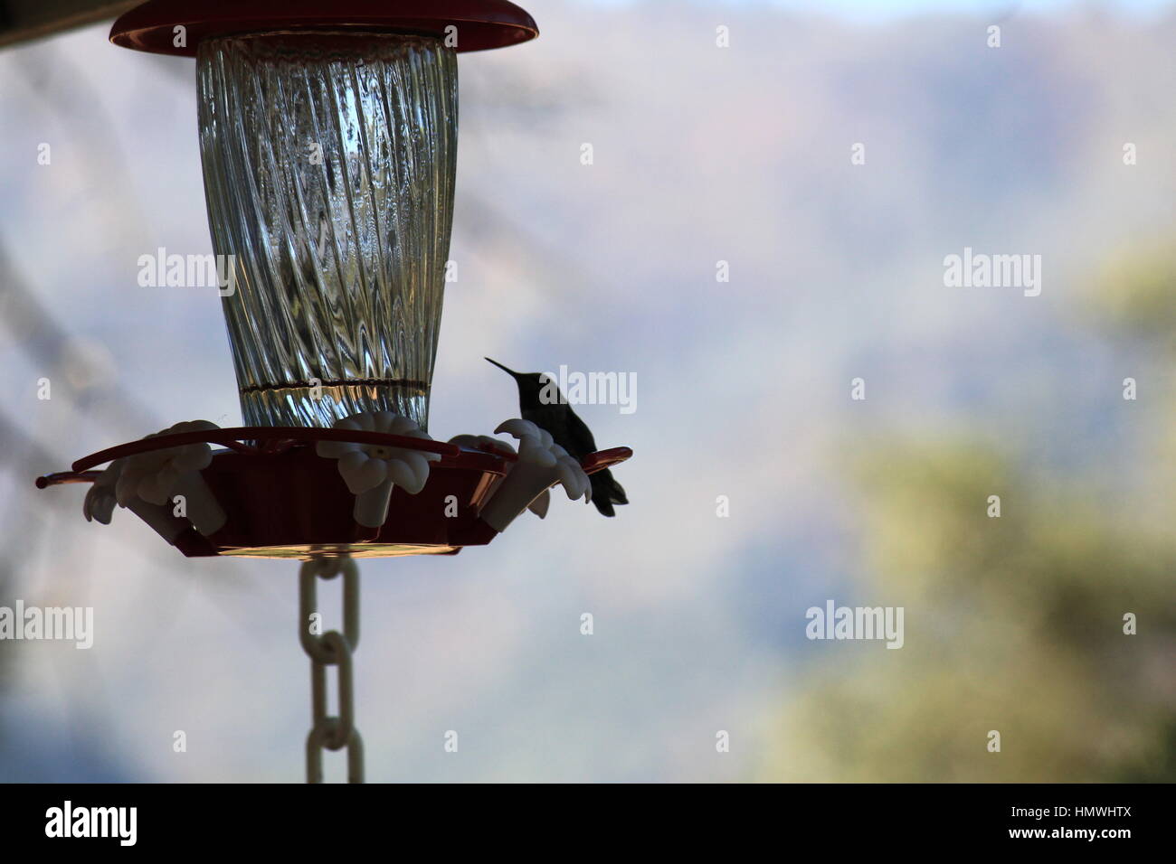 Sap feeder hi-res stock photography and images - Alamy