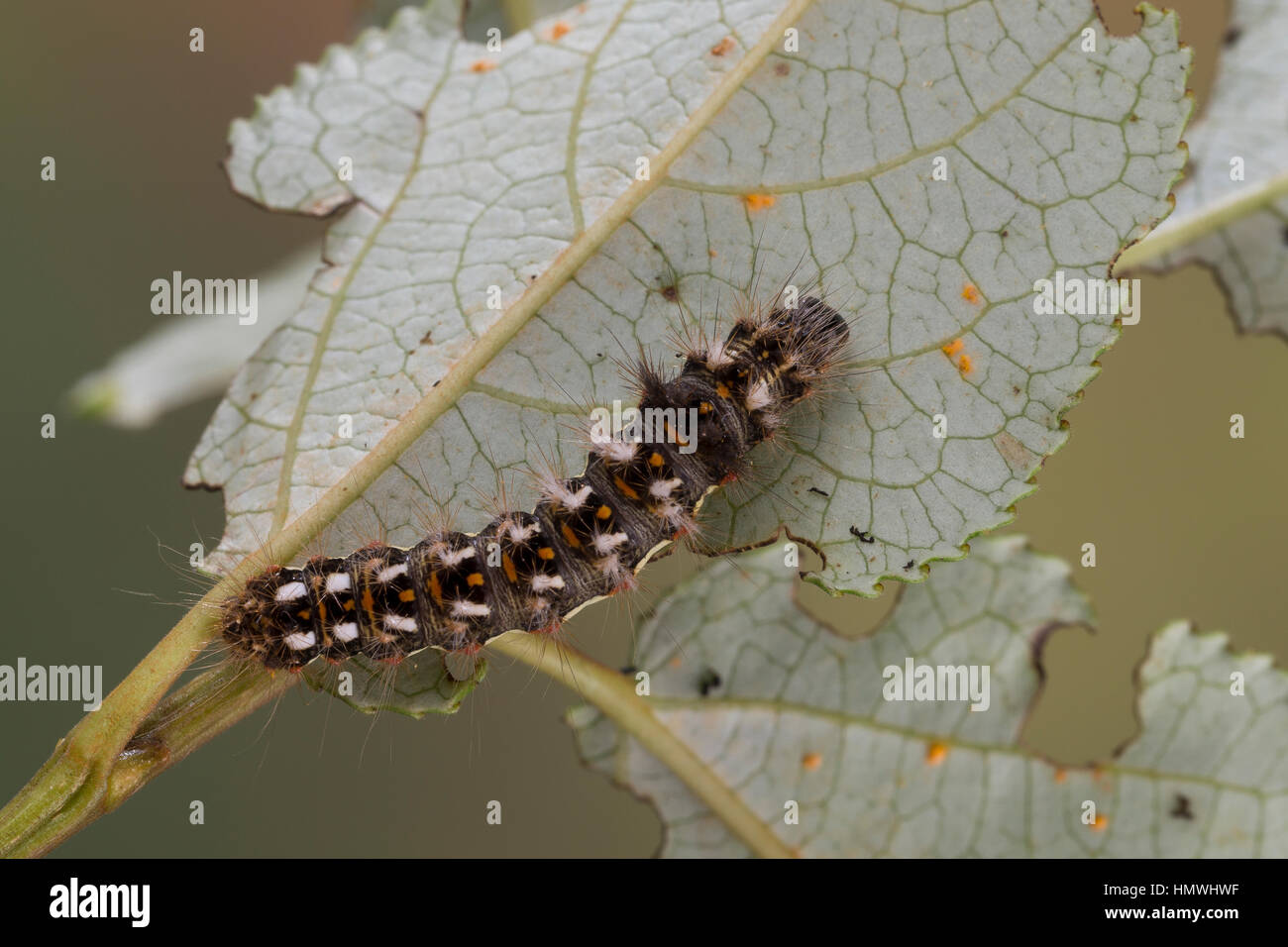 Ampfer-Rindeneule, Ampferrindeneule, Ampfereule, Raupe frisst an Weide ...
