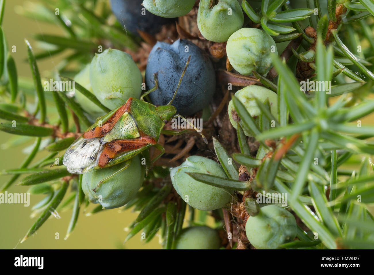 Juniper shield bug hi-res stock photography and images - Alamy