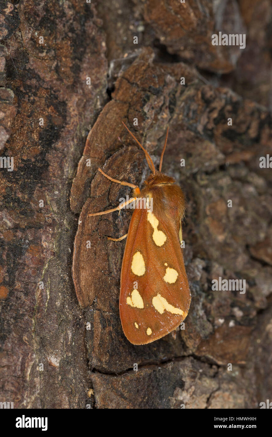 Hofdame, Hyphoraia aulica, Brown Tiger Moth, Noble Tiger, Ecaille noble ...
