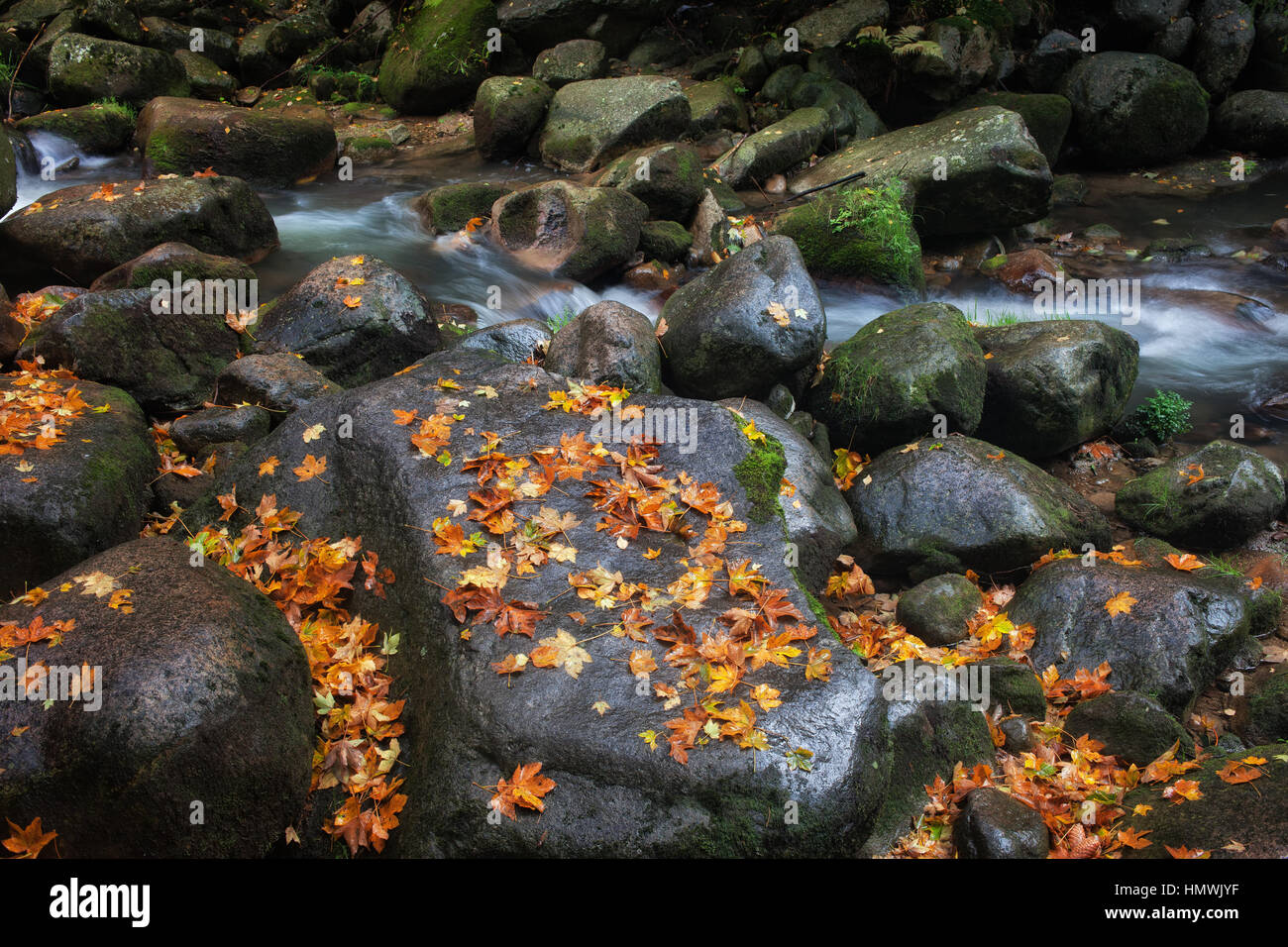 Leaves on rocks hi-res stock photography and images - Alamy