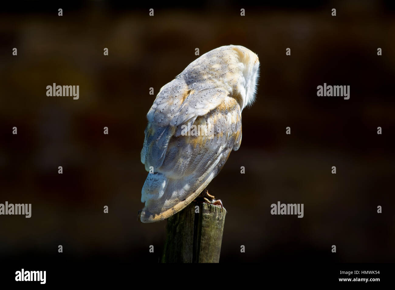 Rear view of owl hi-res stock photography and images - Alamy