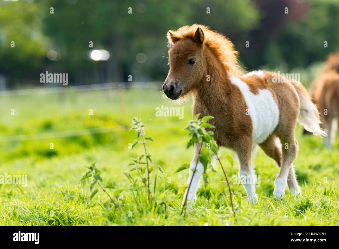 Cute shetland foal / filly walking through the meadow, exploring the ...