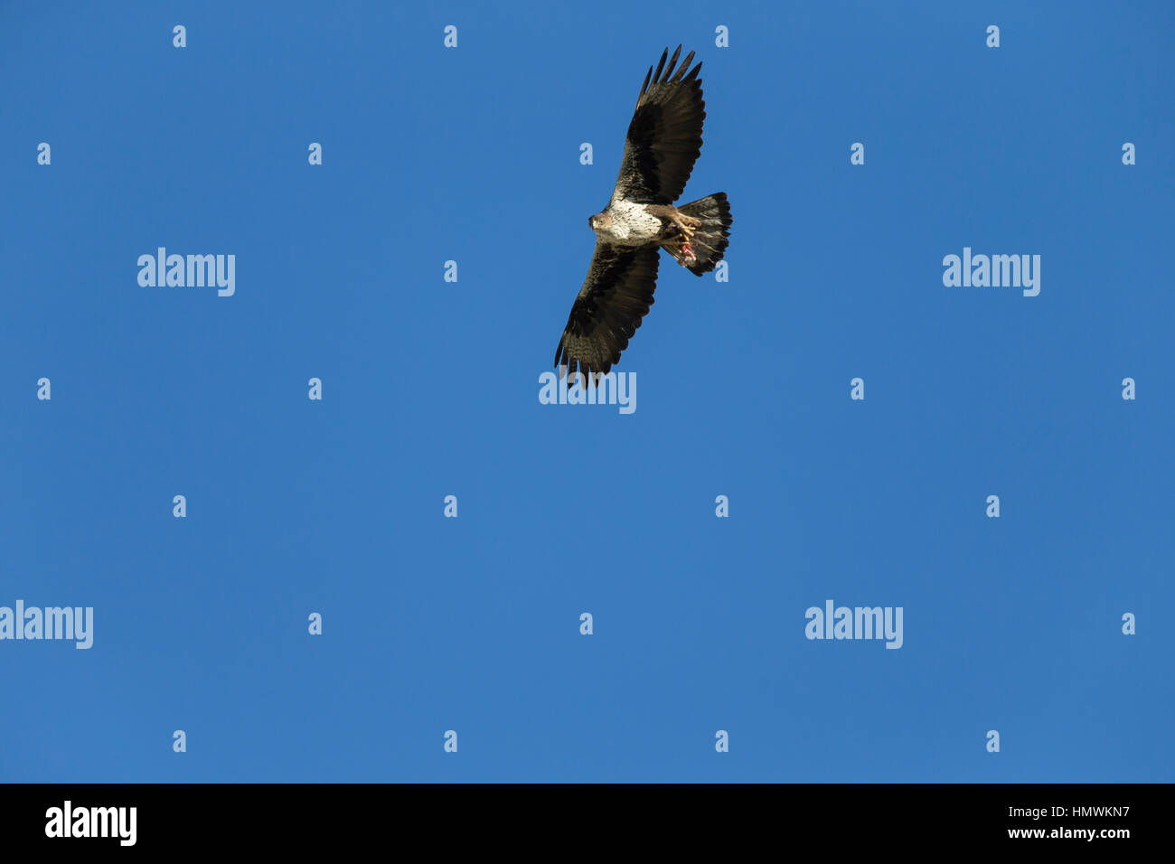 Bonelli's eagle Aquila fasciata, adult male, carrying food in flight ...