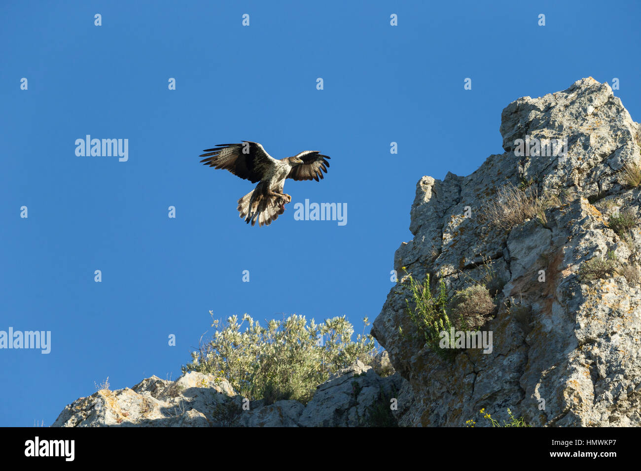 Bonelli's eagle Aquila fasciata, adult male, carrying food in flight ...