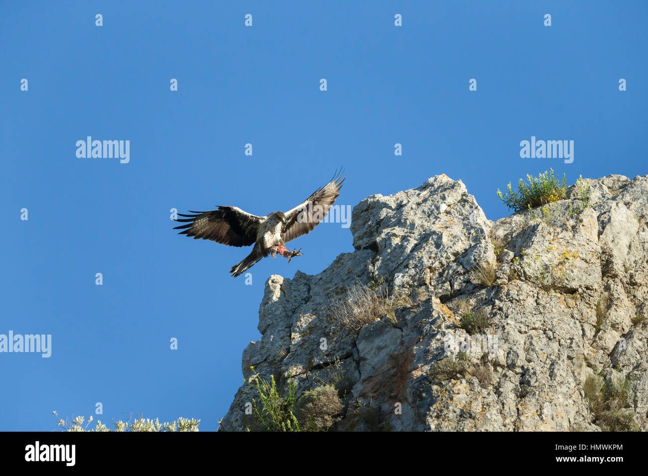 Bonelli's eagle Aquila fasciata, adult male, carrying food in flight ...