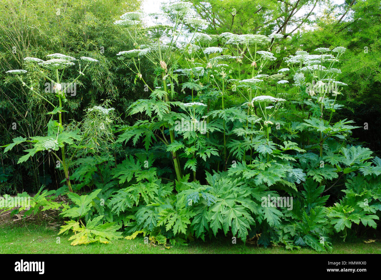 Giant hogweed hi-res stock photography and images - Alamy