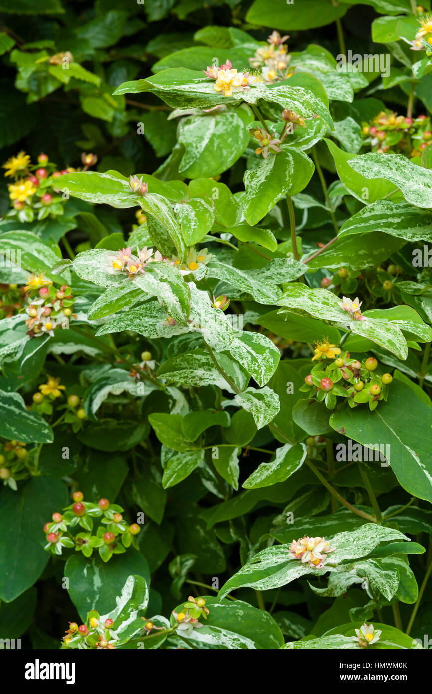 Variegated hypericum hi-res stock photography and images - Alamy
