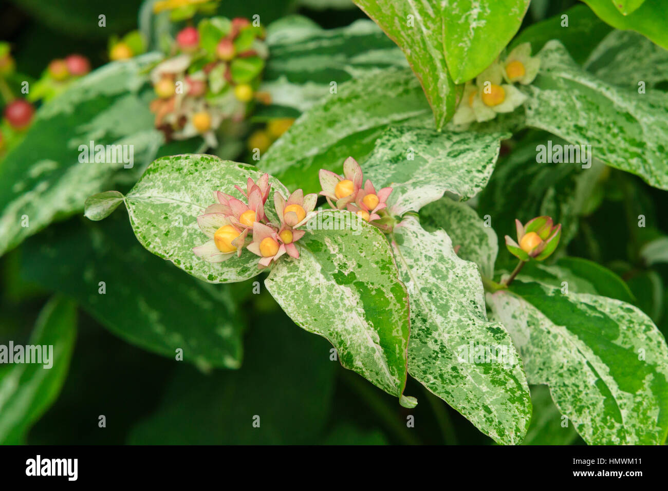 Variegated hypericum hi-res stock photography and images - Alamy