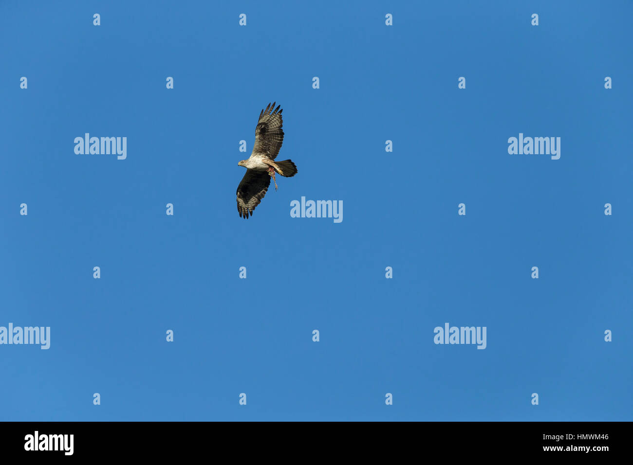 Bonelli's eagle Aquila fasciata, adult female, carrying food in flight ...