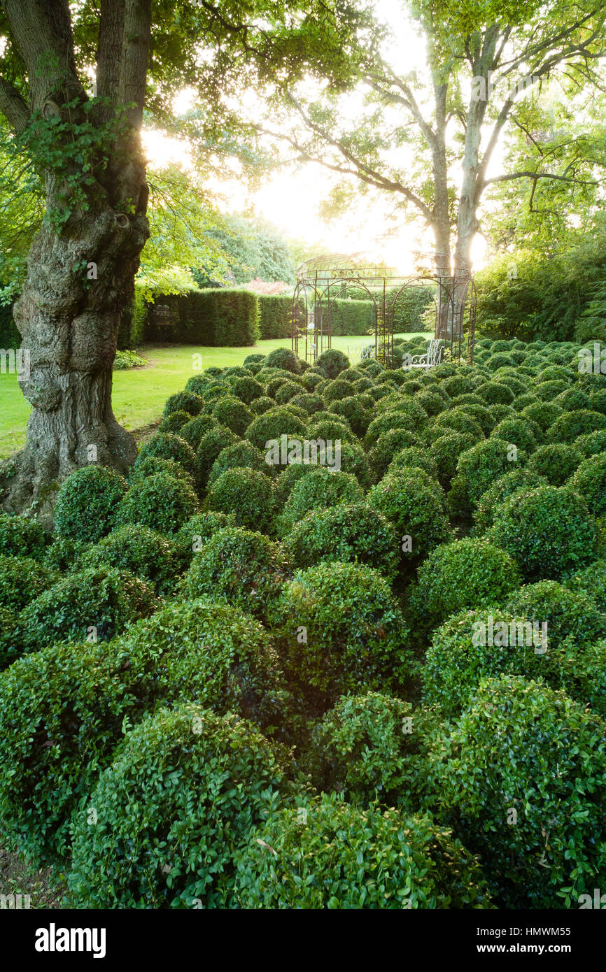 Common box buxus sempervirens garden hi-res stock photography and ...