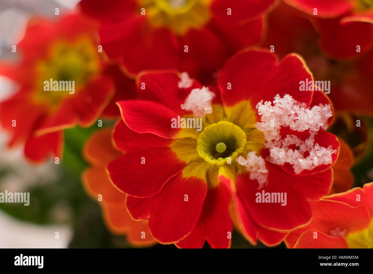 A bud of red primula Stock Photo - Alamy