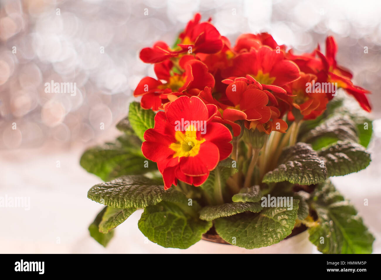 Bright red primula flowers Stock Photo - Alamy