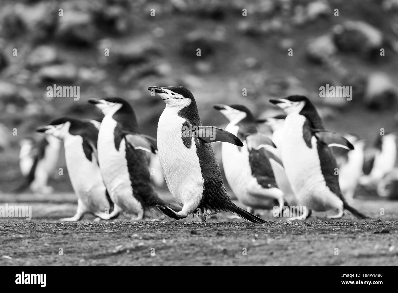 Chinstrap penguin Pygoscelis antarctica, adults, marching over volcanic ...