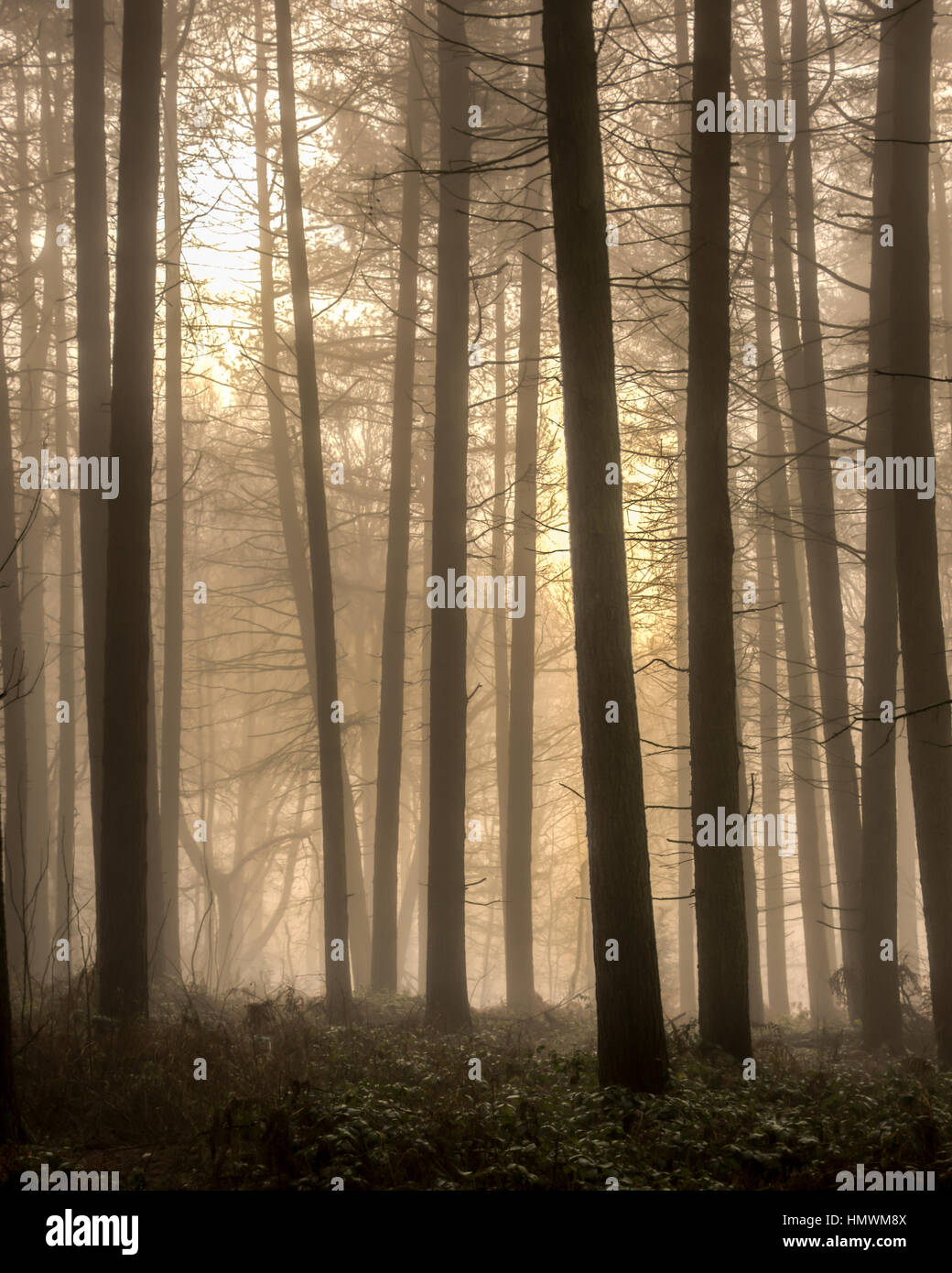 Atmospheric woodland scene forest hi-res stock photography and images ...