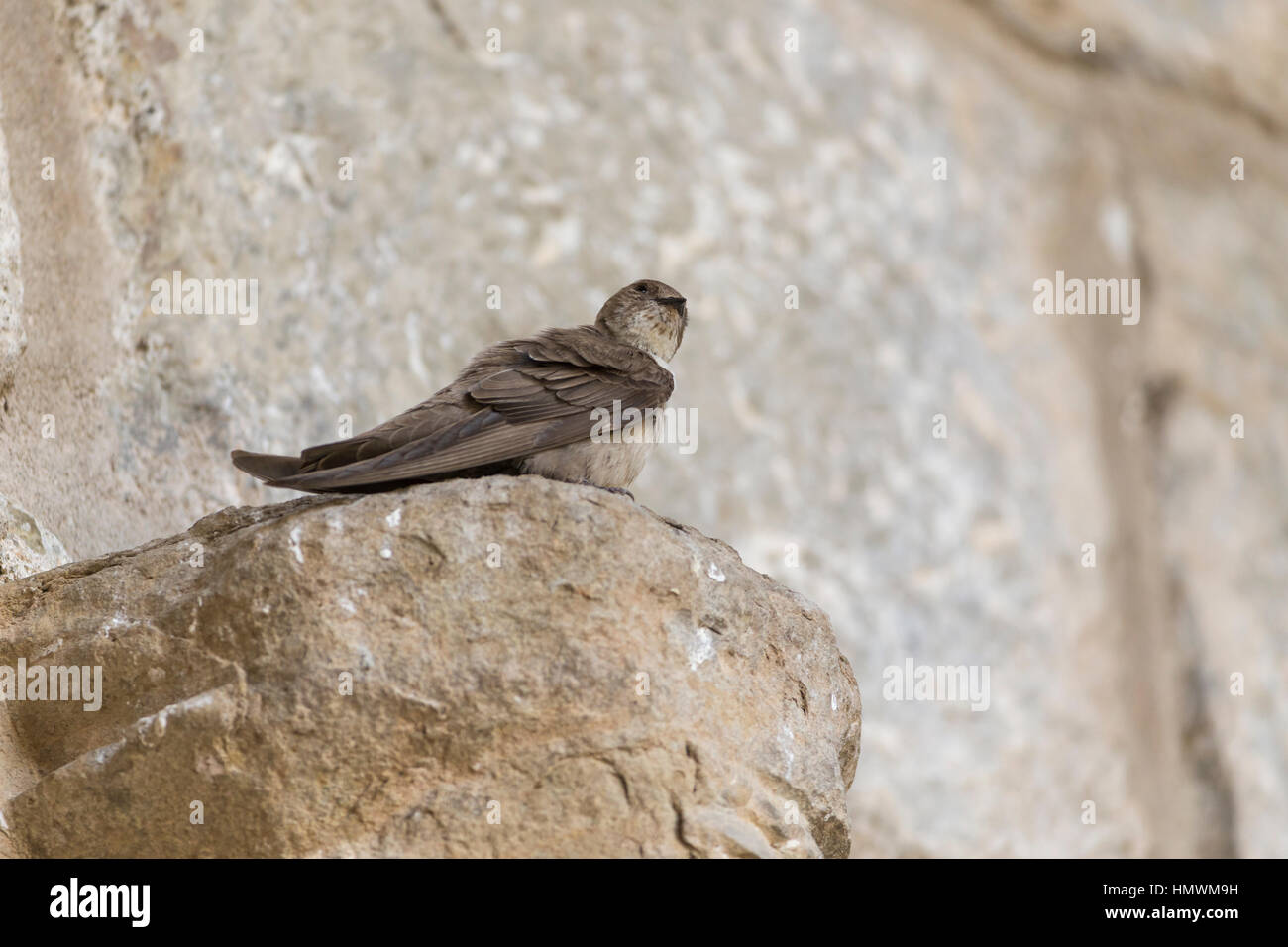 Eurasian crag martin ptyonoprogne rupestris hi-res stock photography ...