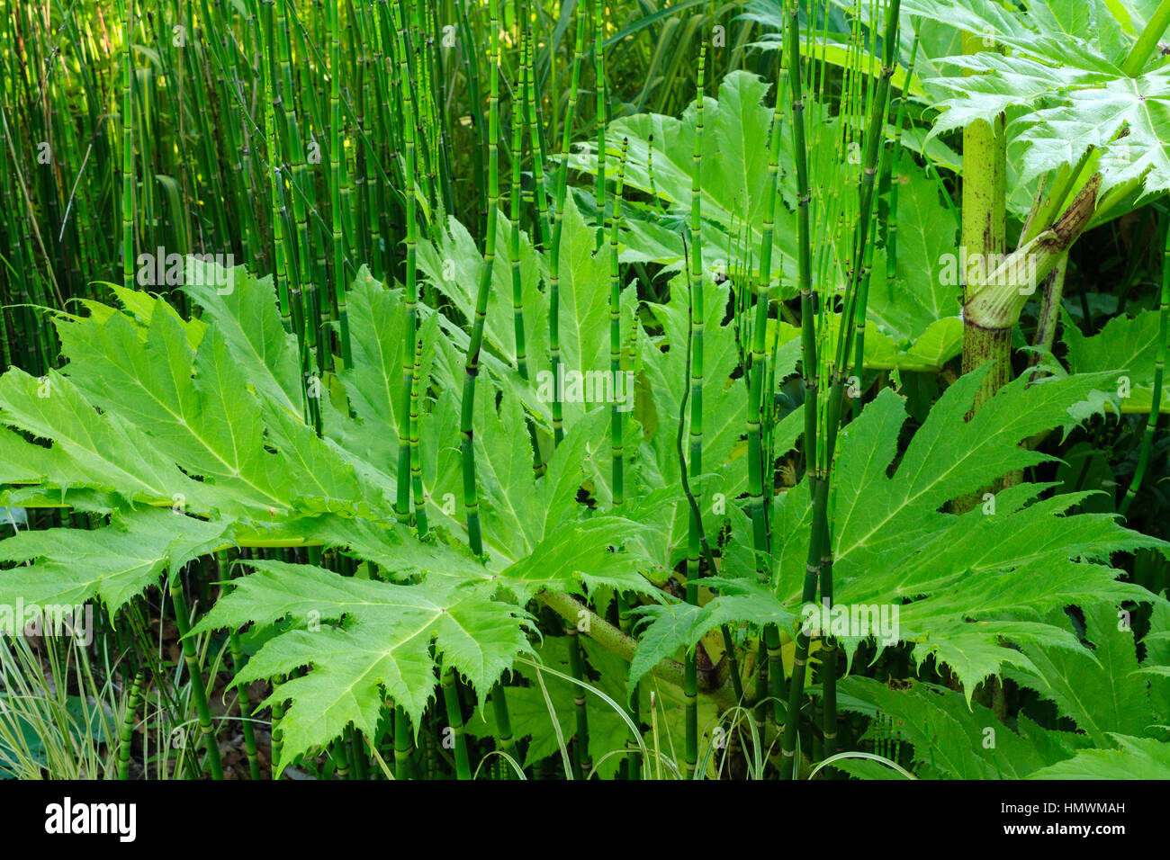 Equisetum and Heracleum leaves // Jardins du pays d'Auge, feuille de ...