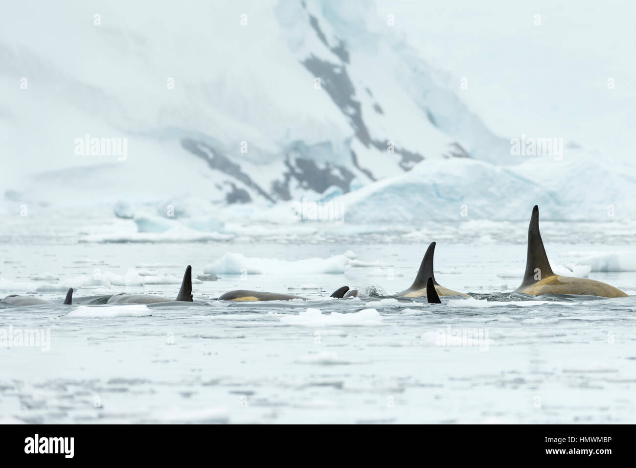 Orca whale antarctica hi-res stock photography and images - Alamy