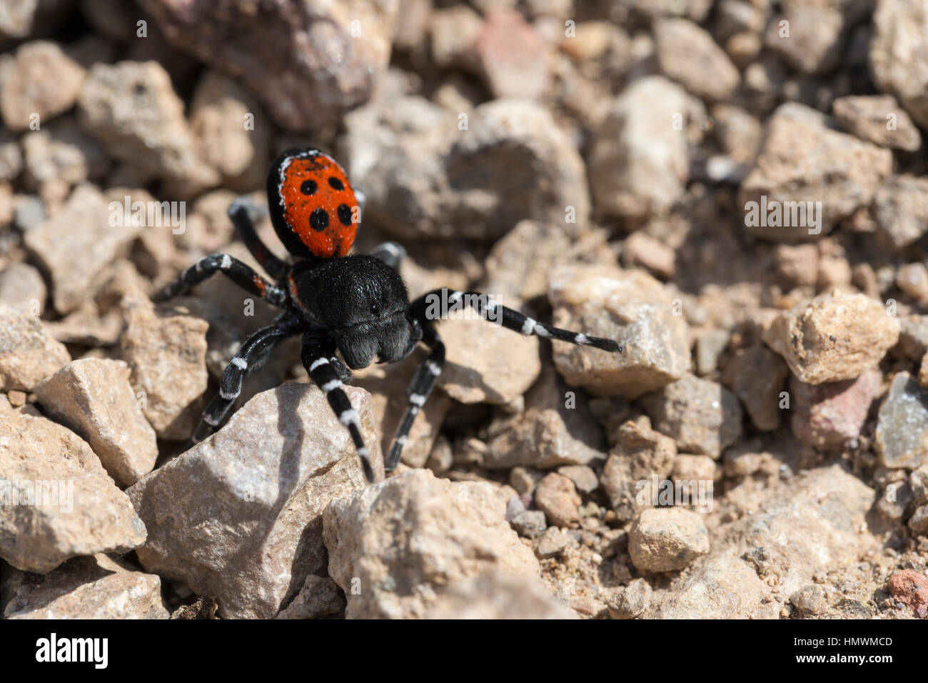 Ladybird spider Eresus sandaliatus, in defensive stance, Cucugnan, Aude ...