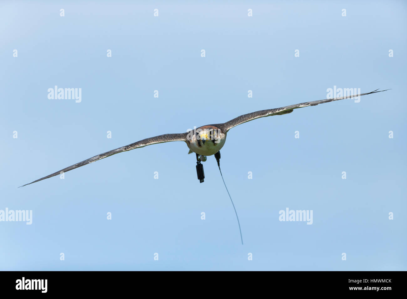 Male lanner falcon falco biarmicus hi-res stock photography and images ...