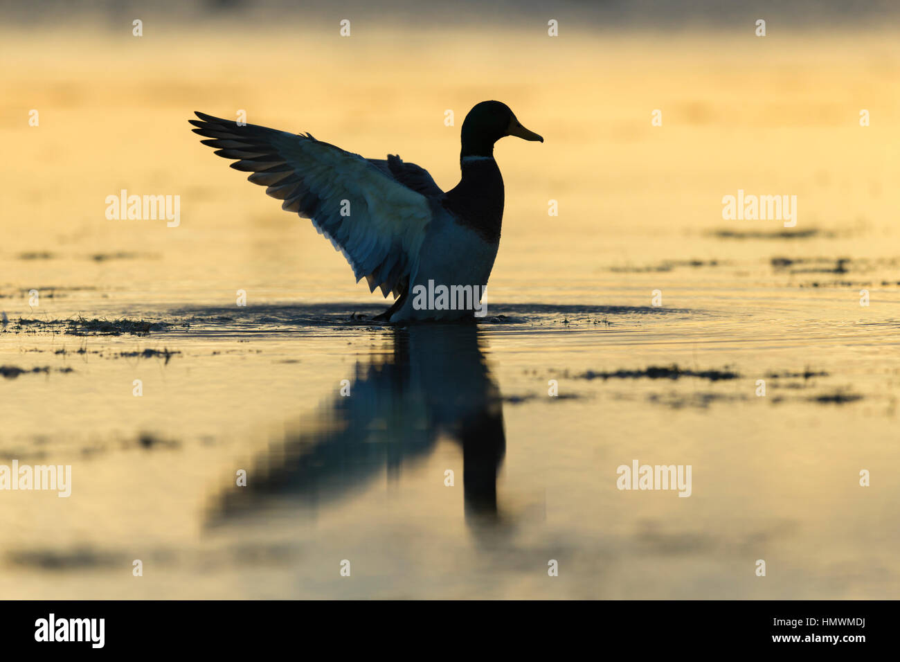 Mallard Anas platyrhynchus, adult drake, wing stretching in shallow ...