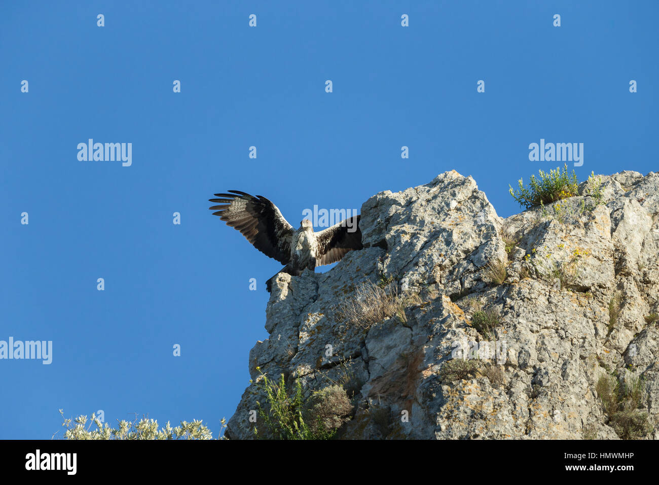 Bonelli's eagle Aquila fasciata, adult male, landing on cliff against ...