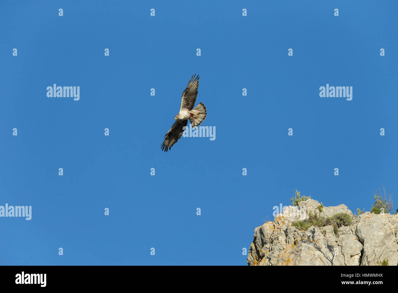 Bonelli's eagle Aquila fasciata, adult female, carrying food in flight ...