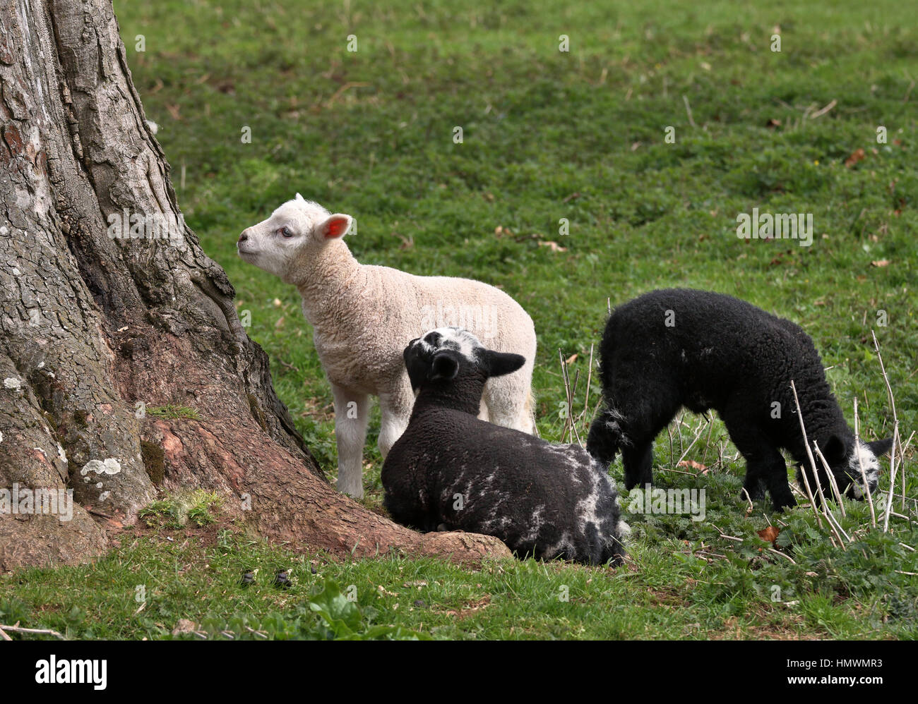 Sheep next to a tree hi-res stock photography and images - Alamy