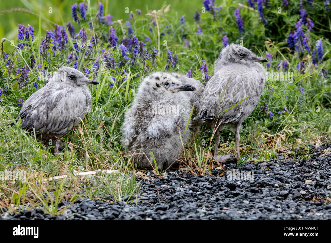 Baby mew gull chicks staying where their Mom left them Stock Photo - Alamy