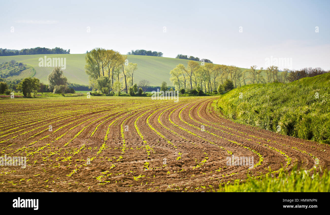 Arable spring land. Green spring farmland. Sunny rural spring landscape ...