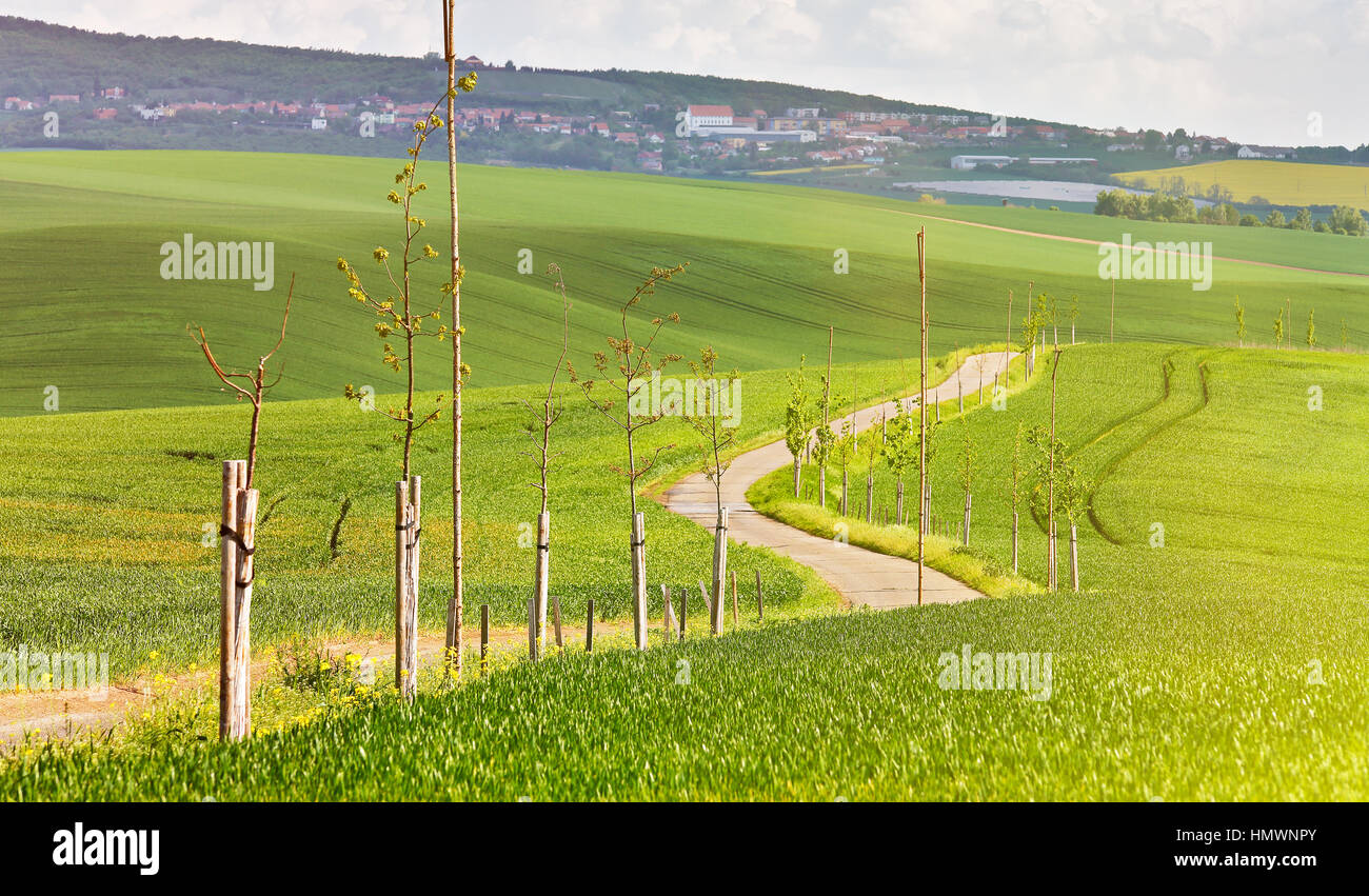 Road in a green spring farmland. Sunny rural spring landscape of South ...