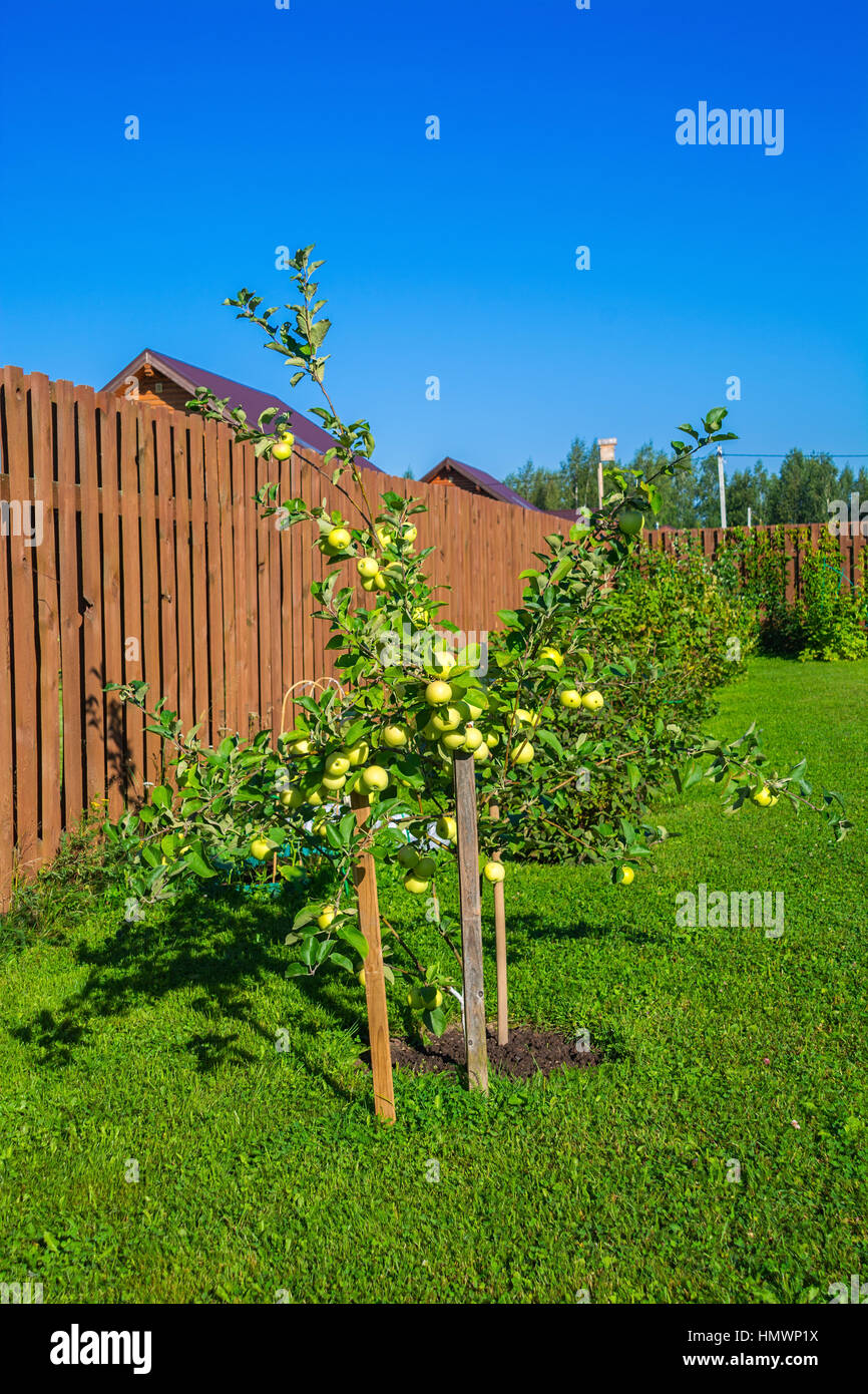 Apple tree in garden Stock Photo - Alamy