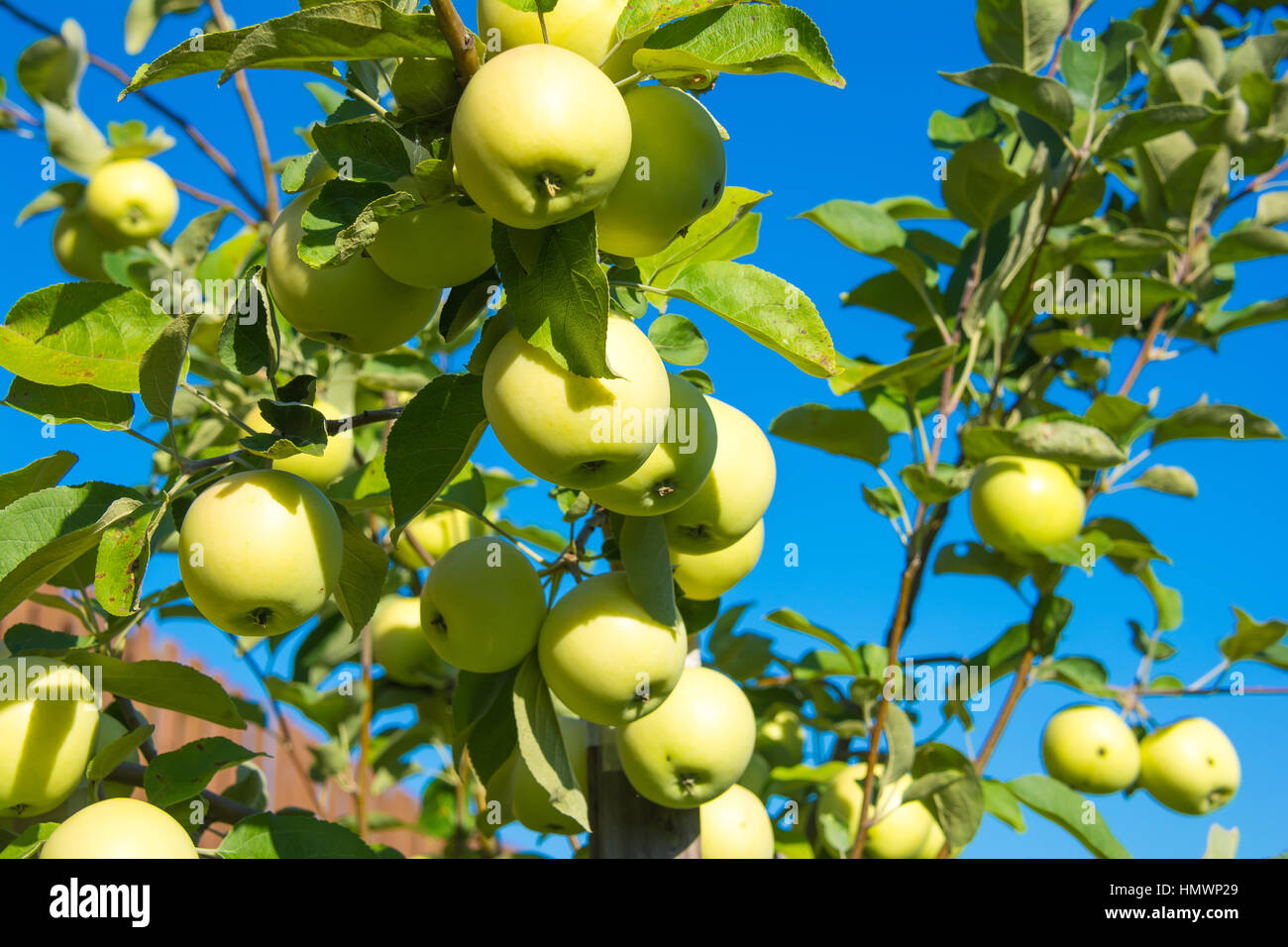 Apple tree in garden Stock Photo - Alamy