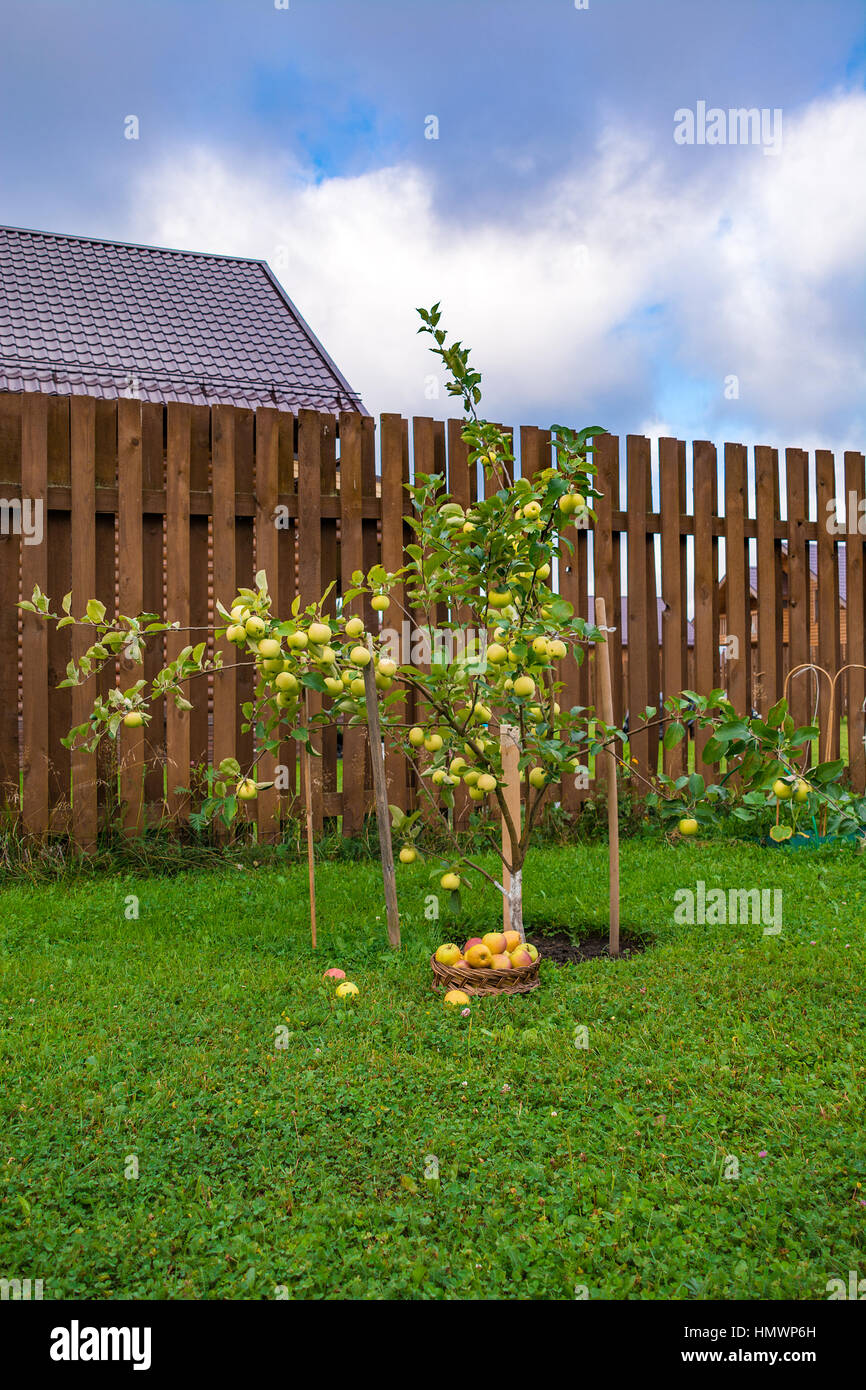 Apple tree in garden Stock Photo - Alamy