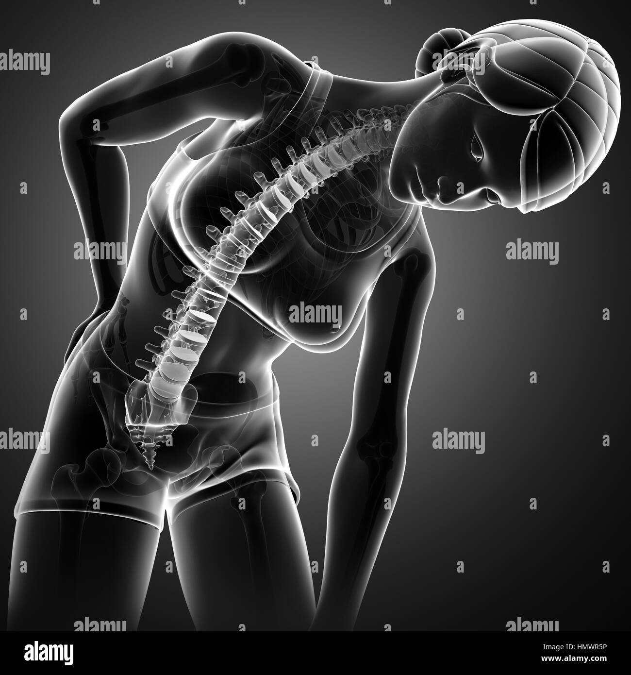 Anatomy illustration back muscle Black and White Stock Photos & Images ...