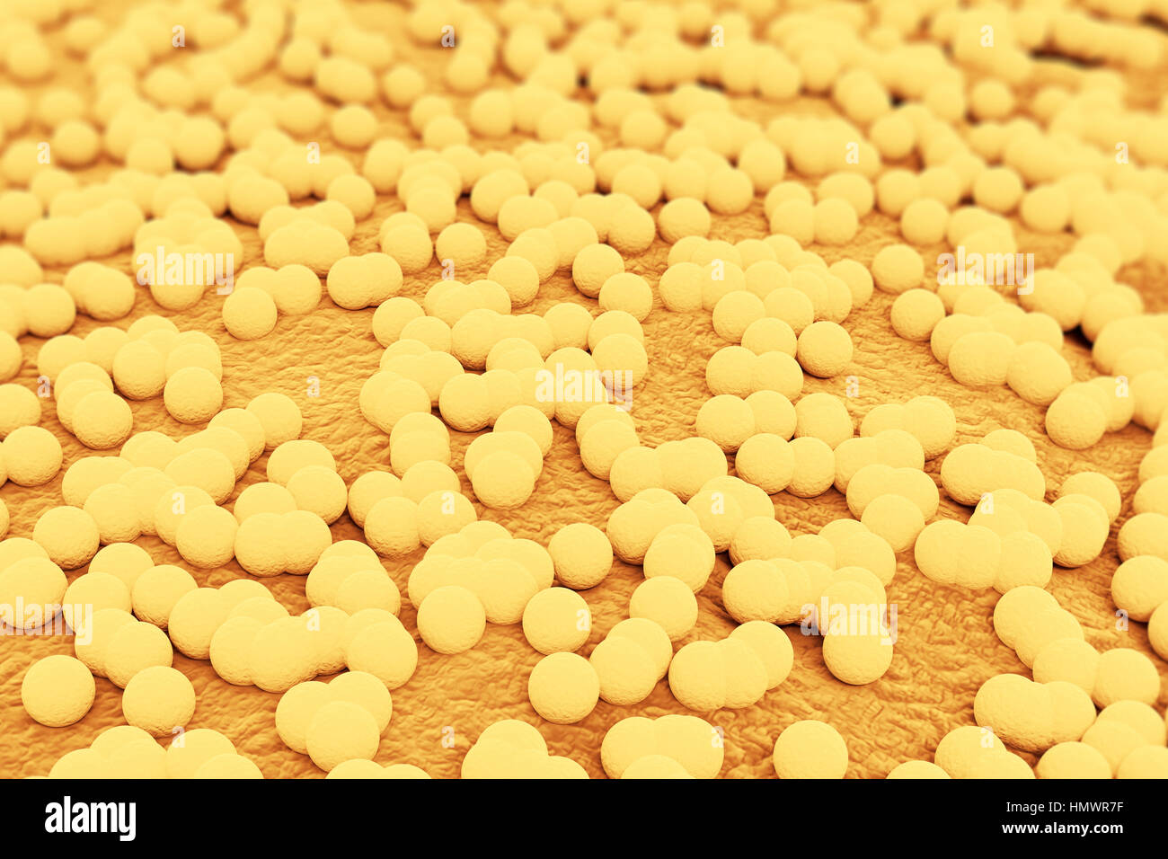 Staphylococcus cells hi-res stock photography and images - Alamy