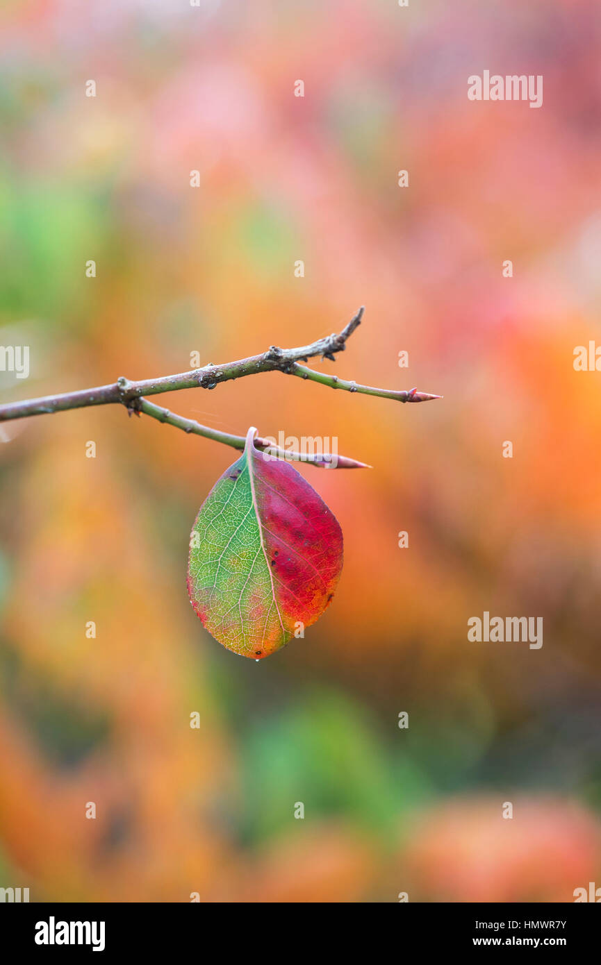 Spindleberry hi-res stock photography and images - Alamy