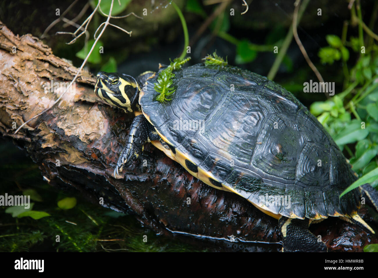Yellow bellied terrapin hi-res stock photography and images - Alamy