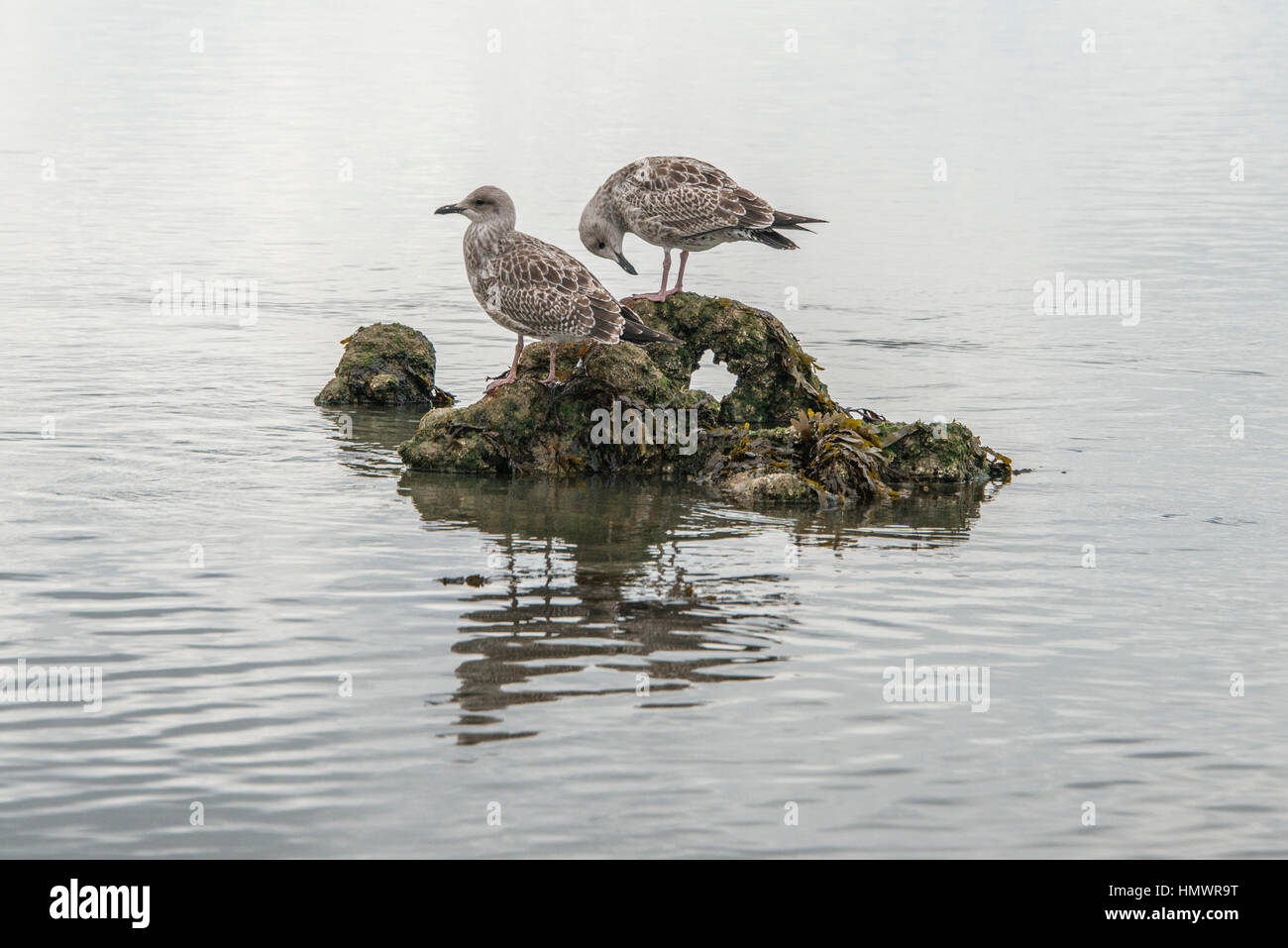 Baby seagulls hi-res stock photography and images - Alamy