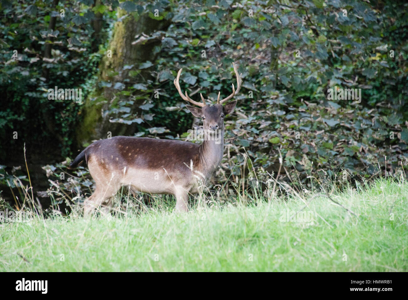 Fallow deer male big horns hi-res stock photography and images - Alamy