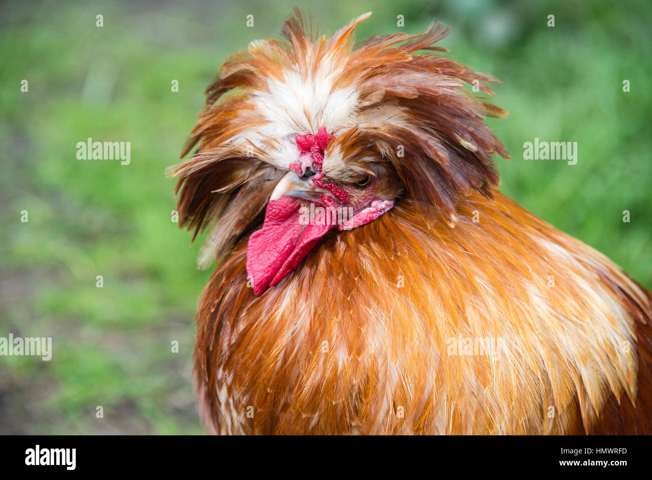 Wacky chicken hi-res stock photography and images - Alamy