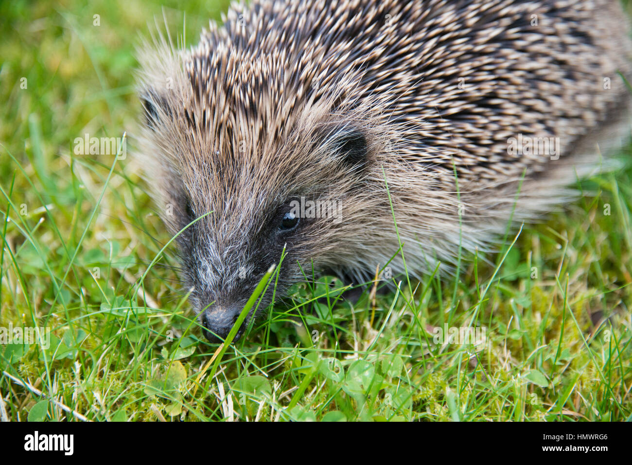 A young hedgehog searching for food around a garden in England Stock ...